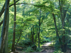 Epping Forest, England Tourist Information